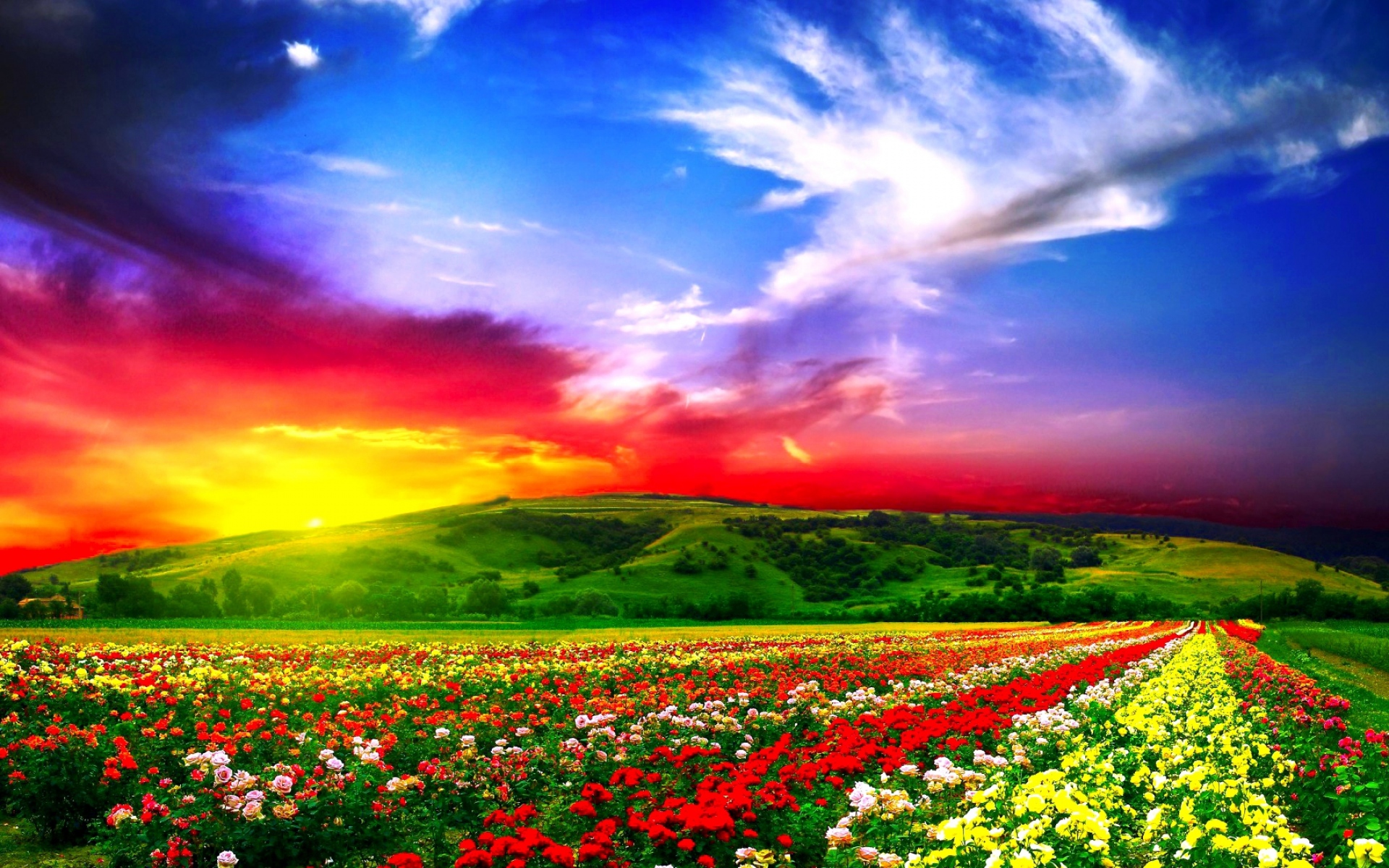 Flower Field Wallpaper- WallpaperUse