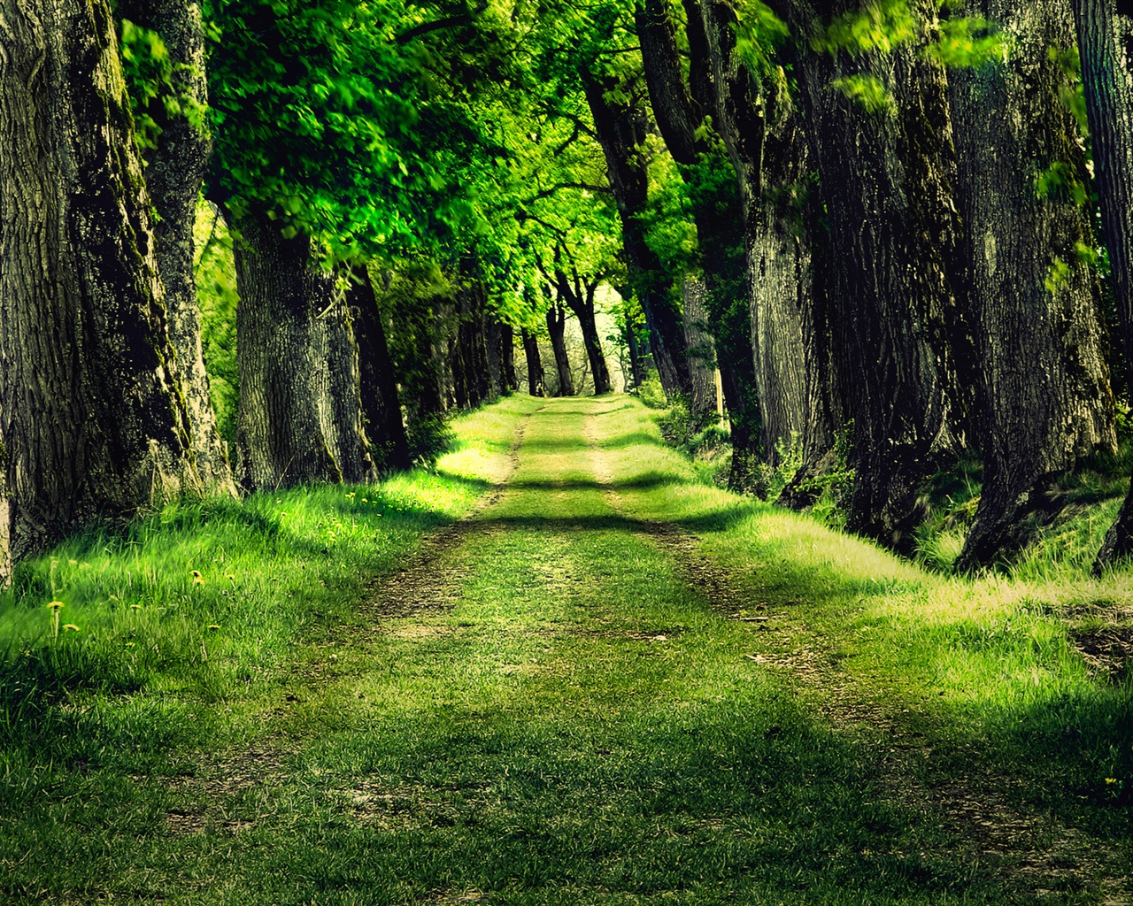 forest pictures wallpaper,natural landscape,green,tree,nature,natural ...