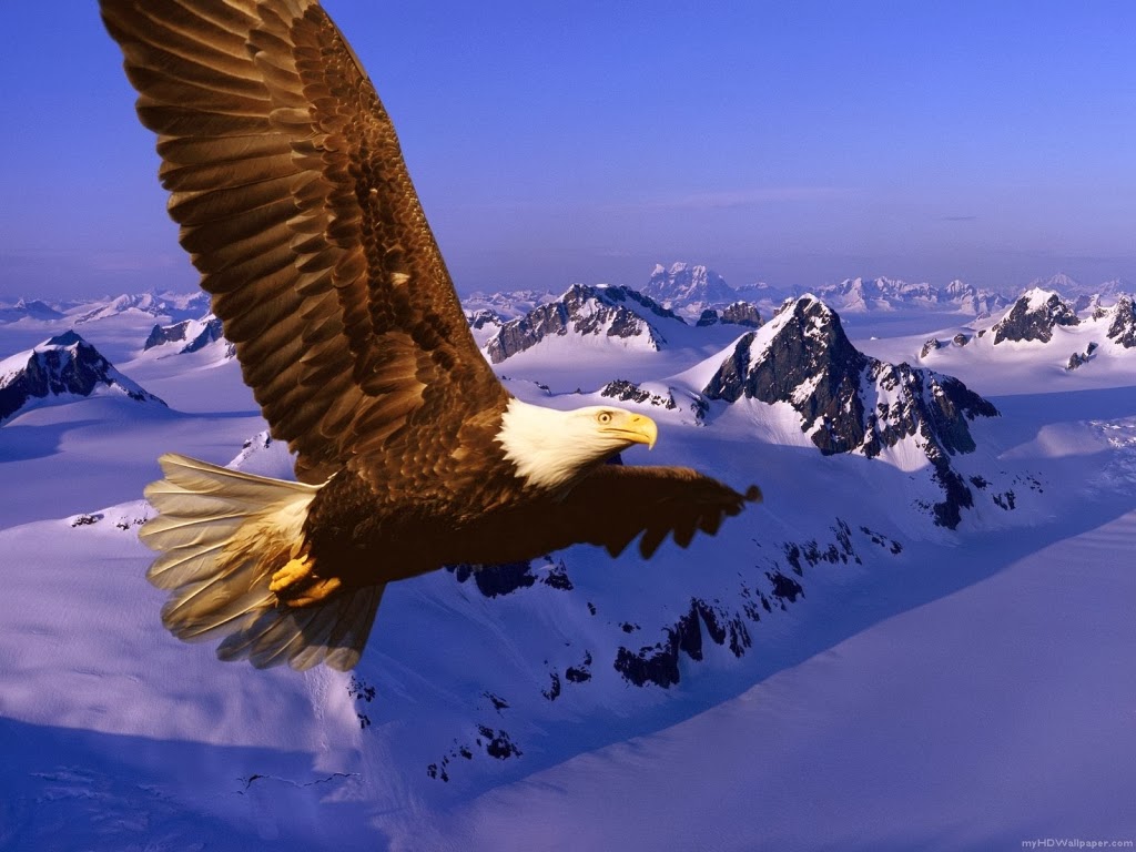 3d Flying Bald Eagle Hd Wallpaper Free - Descargar Imagenes Del Aguila- WallpaperUse