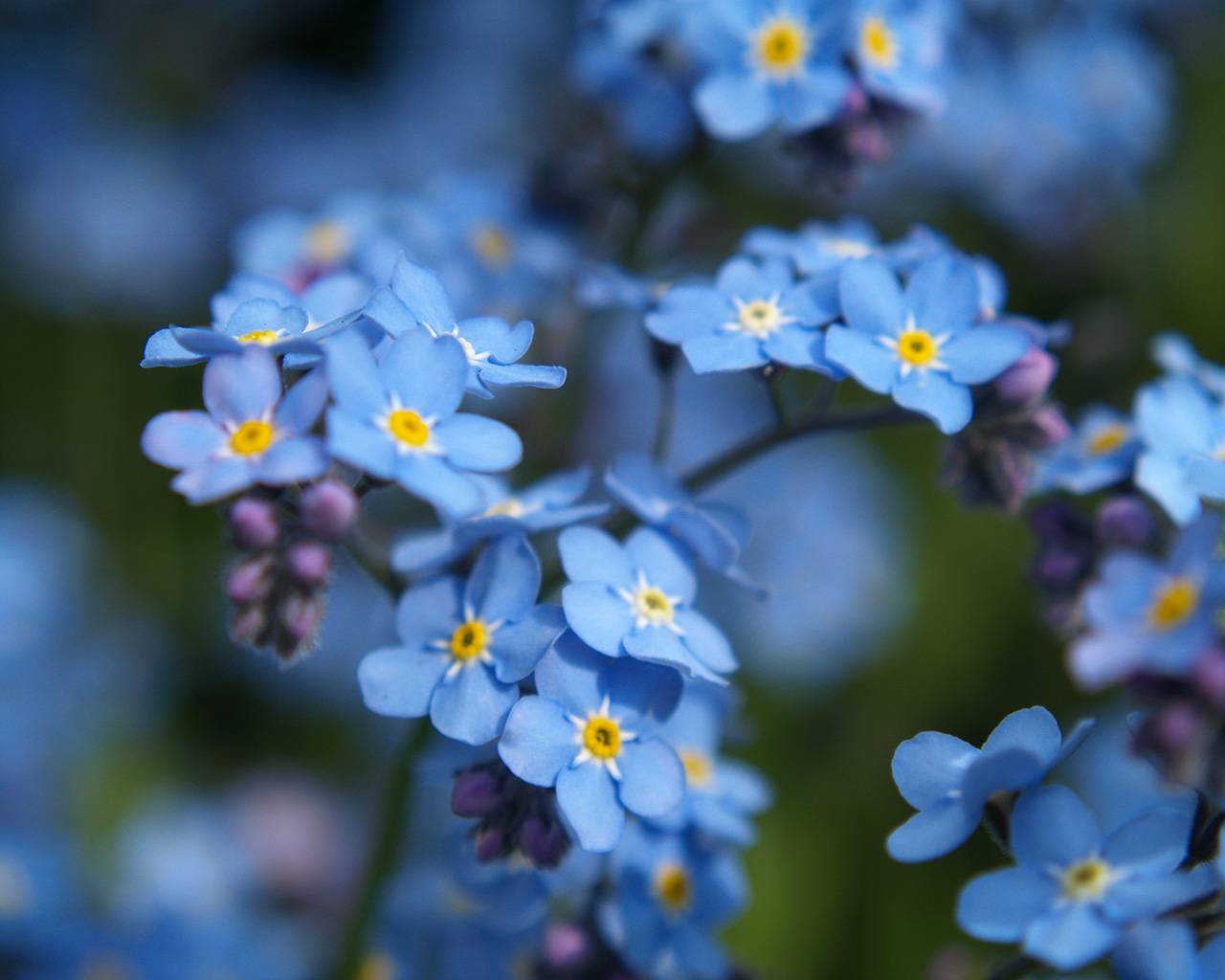Blue Forget Me Not - Sweet Forget Me Not Flower- WallpaperUse