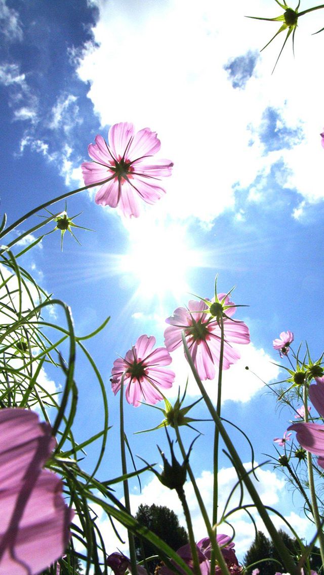 google iphone wallpaper,flower,flowering plant,plant,nature,sky ...