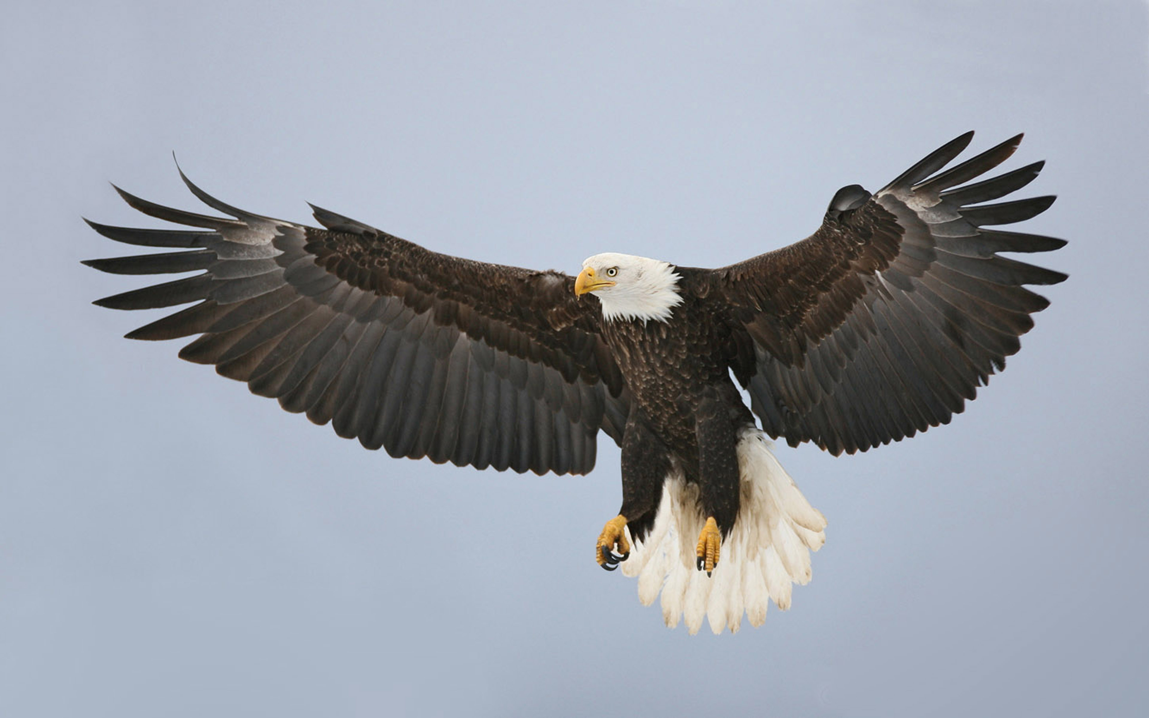 High Resolution Eagle Images Hd- WallpaperUse