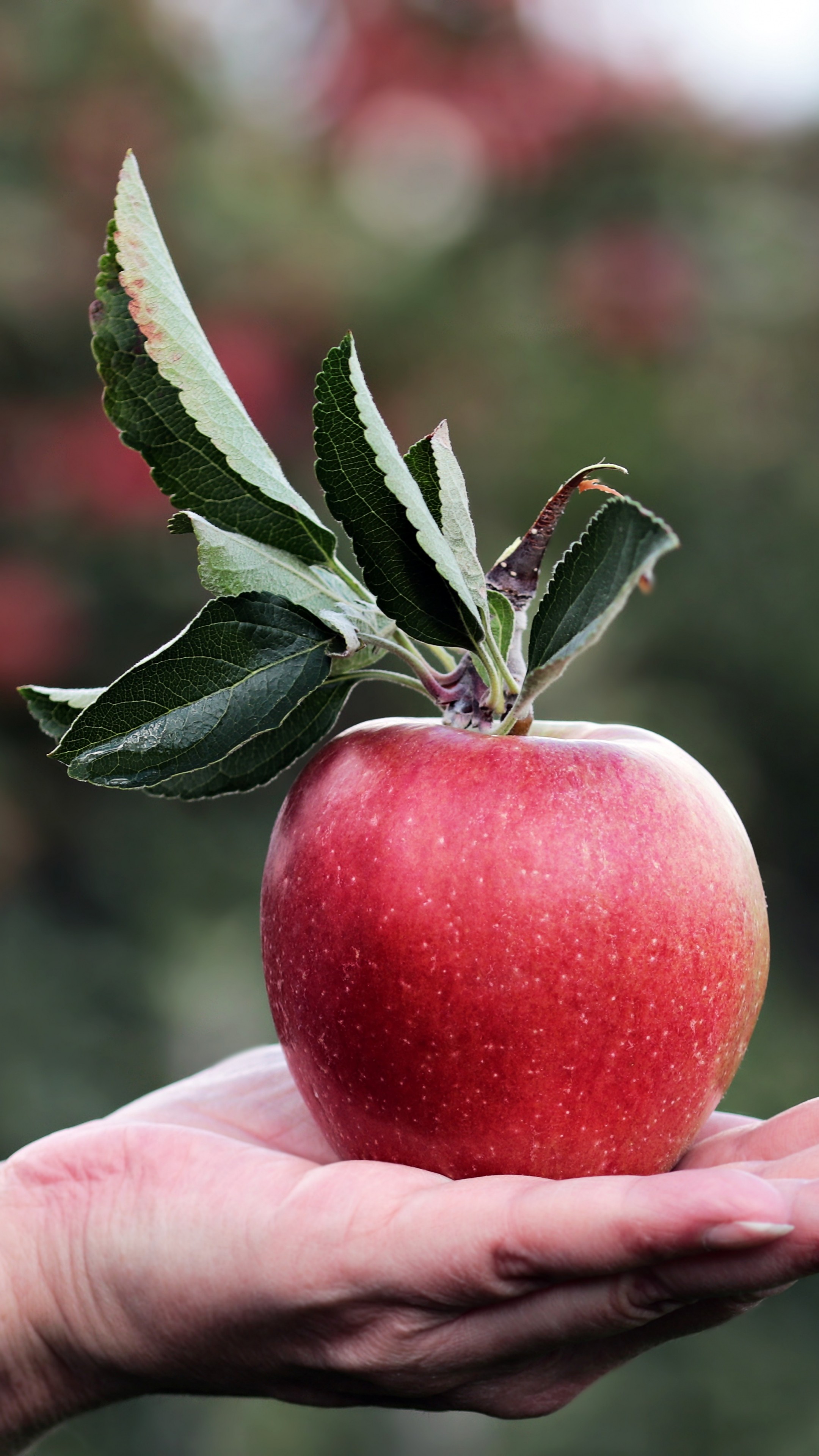 carta da parati di frutta,mela,pianta,frutta,cibo,alimenti naturali ...
