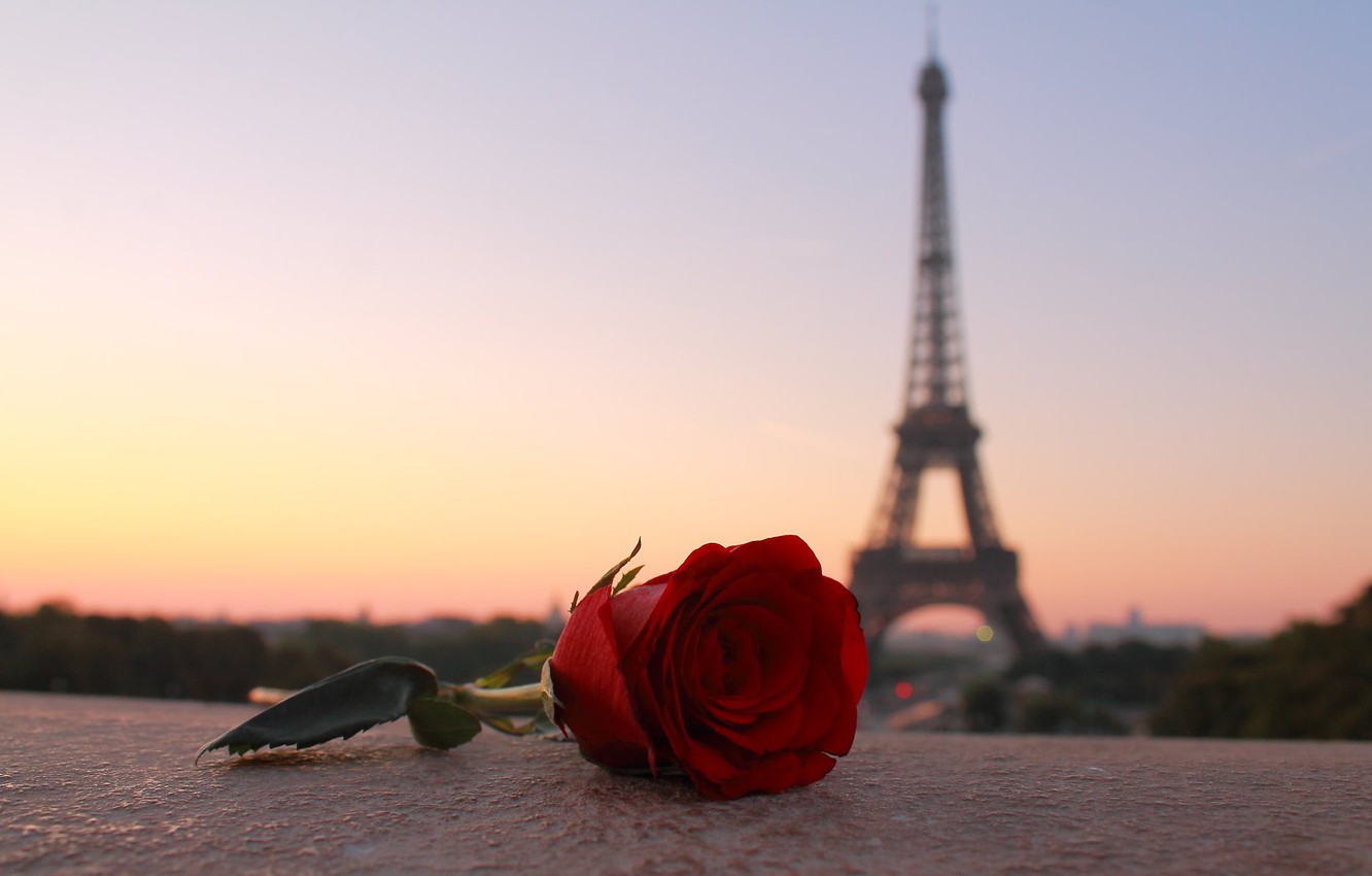 Photo Wallpaper Flower, The City, Paris, Rose, Tower, - Eiffel Tower ...