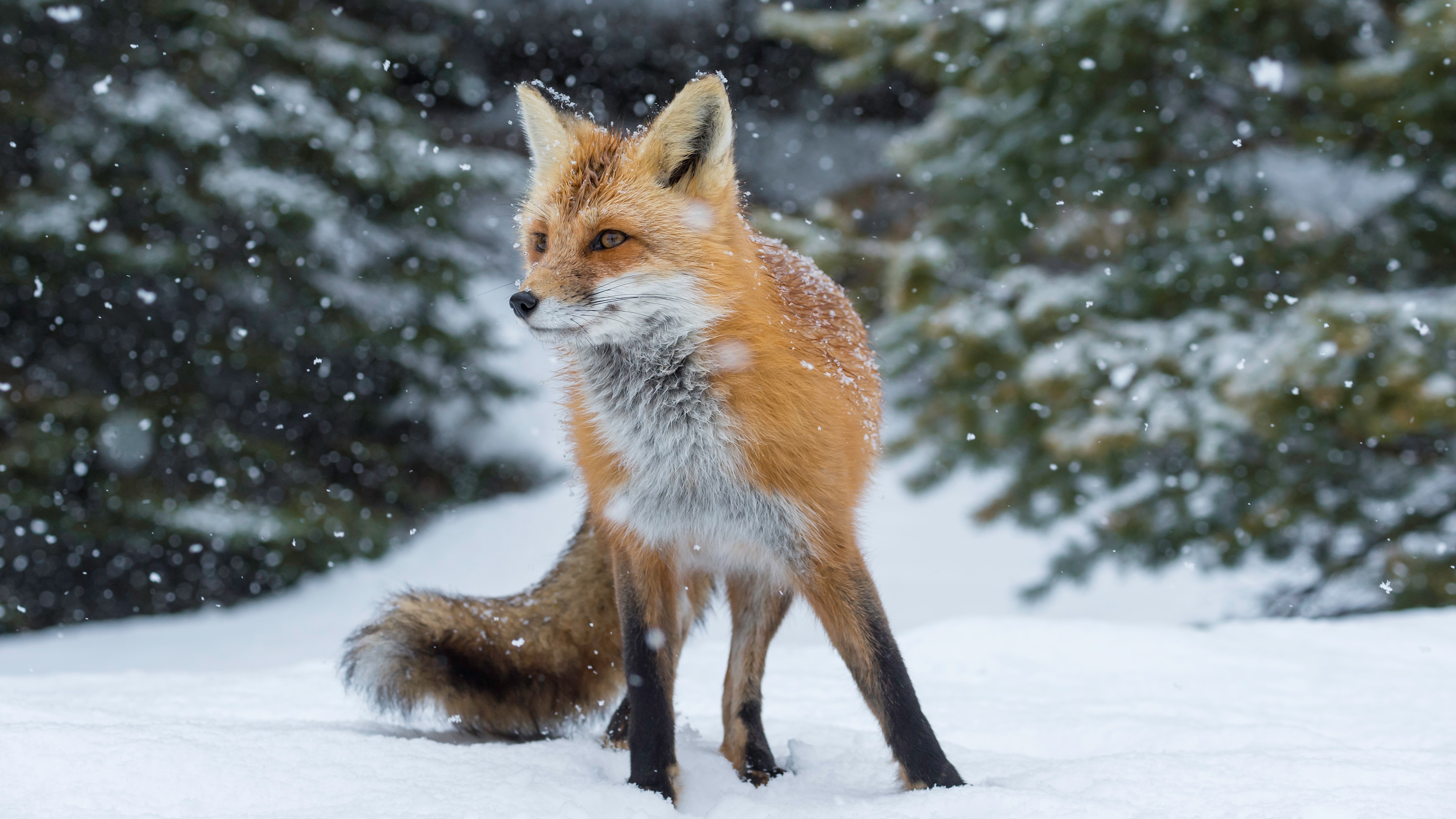 Beautiful Red Fox In Snow- WallpaperUse
