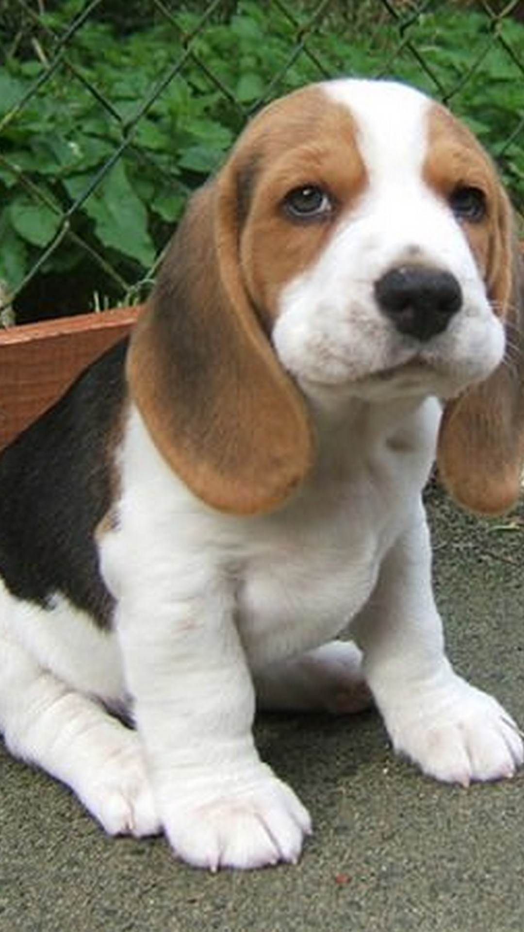 fondo de pantalla de cachorro,perro,beagle,basset hound,sabueso artois ...