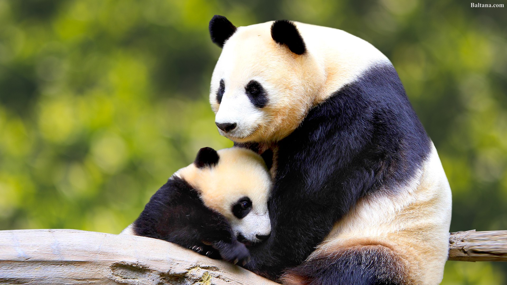 panda wallpaper,panda,mammal,vertebrate,terrestrial animal,nature ...