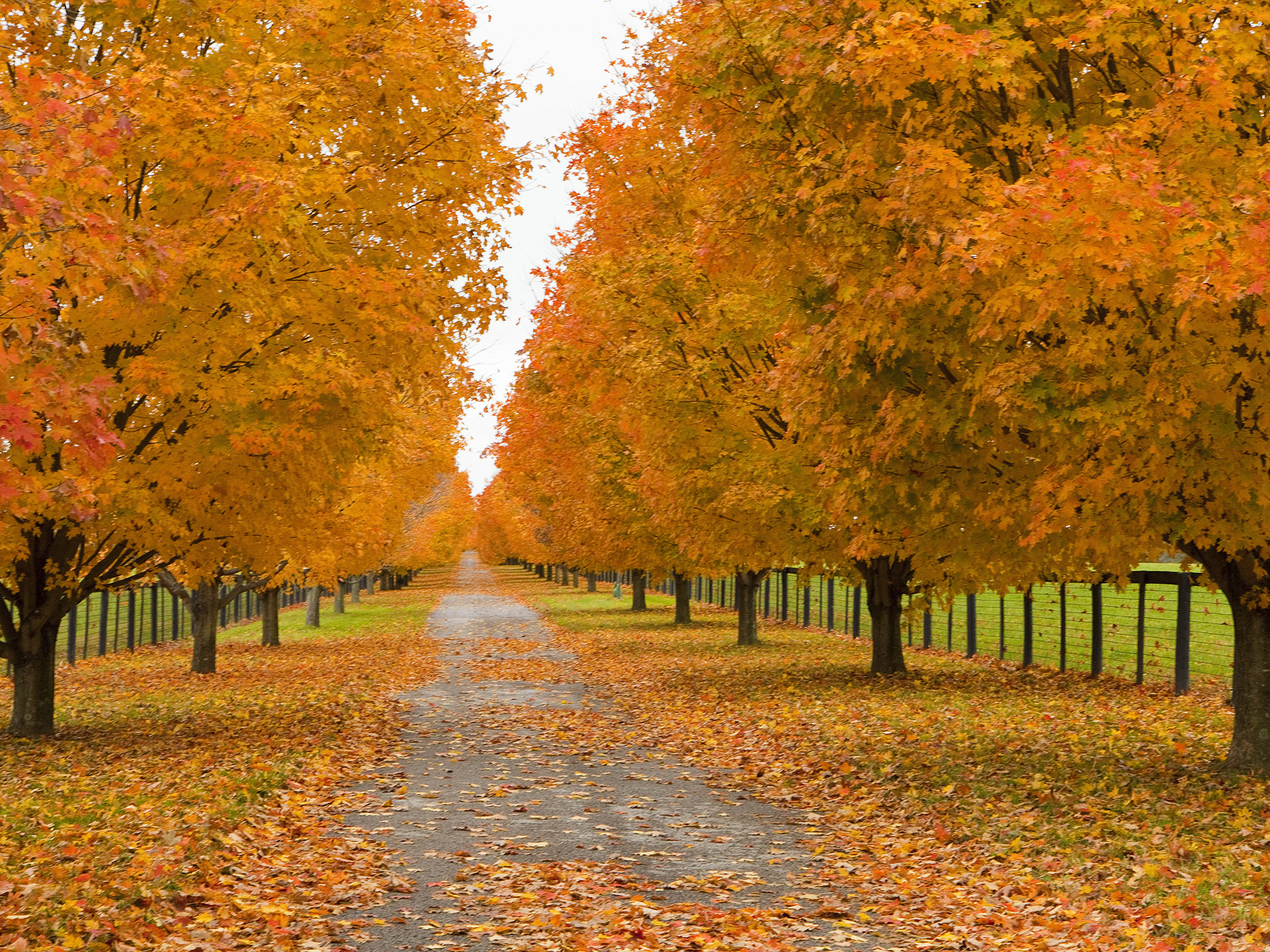 fall wallpaper,tree,natural landscape,leaf,nature,autumn (#57636 ...