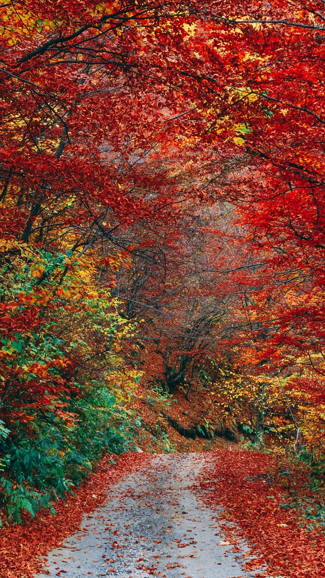 fall wallpaper,tree,nature,leaf,red,natural landscape (#57757 ...