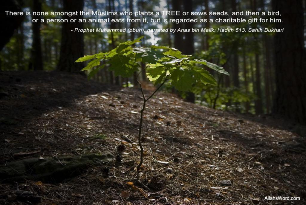 hadith wallpaper,nature,tree,vegetation,woodland,forest (#503418 ...