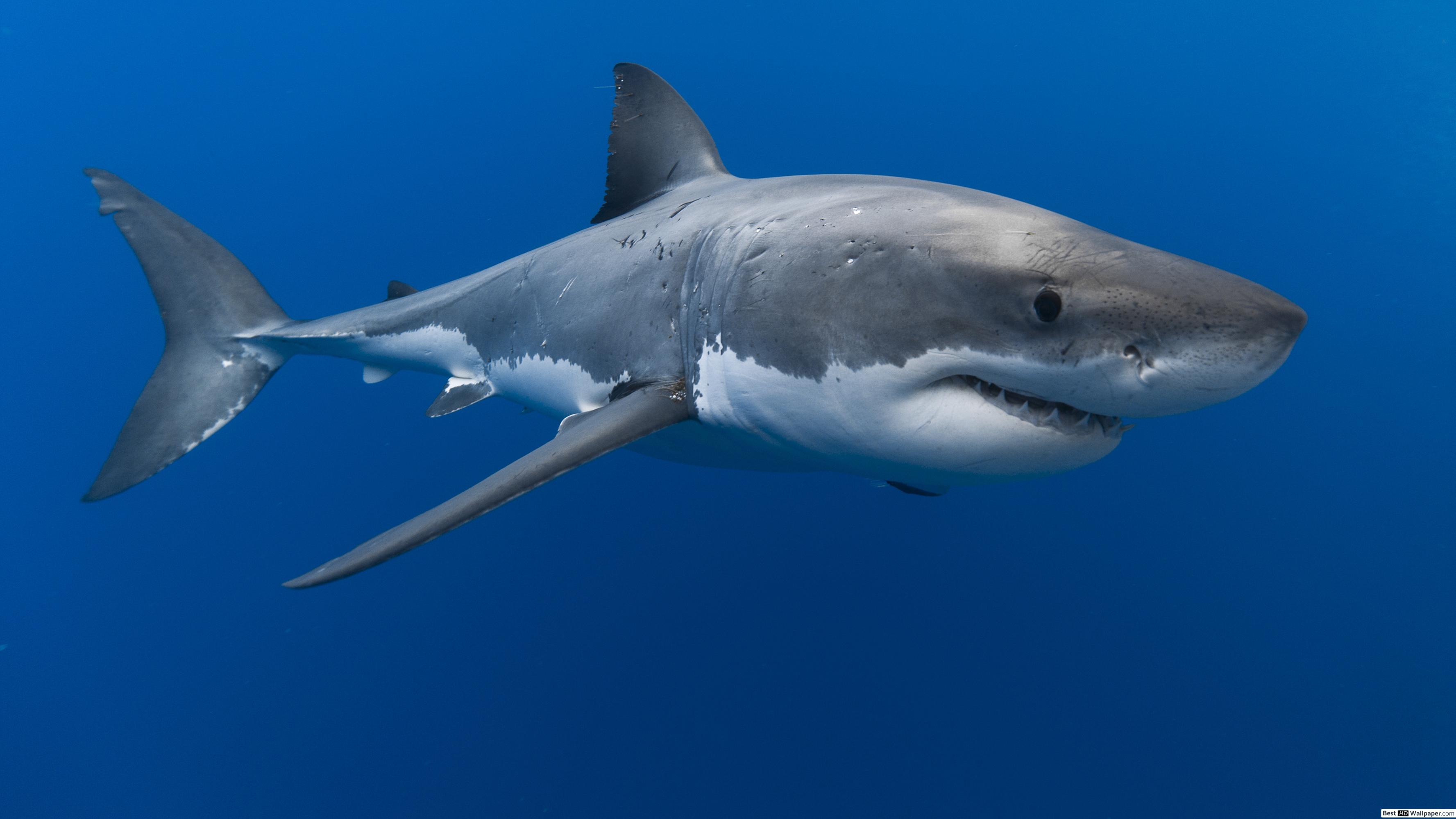 carta da parati hai,grande squalo bianco,squalo,pesce,pesce ...