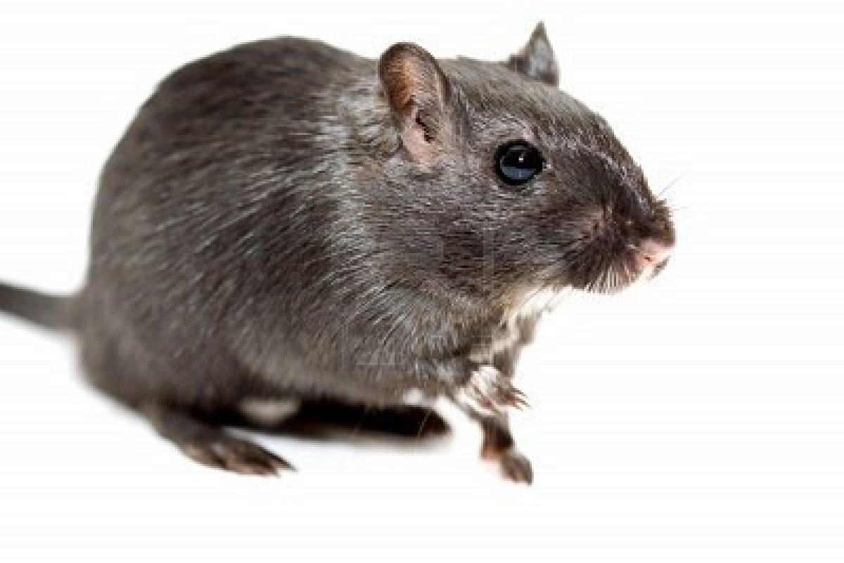 rat wallpaper,mammal,rat,vertebrate,gerbil,mouse (#510025) - WallpaperUse