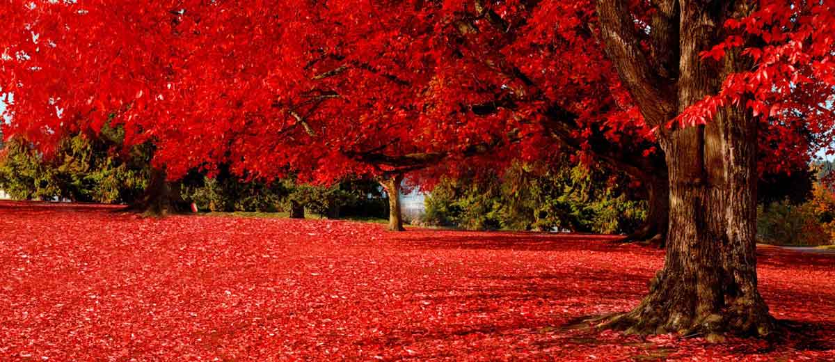 rood wallpaper,tree,red,natural landscape,nature,leaf (#510960 ...