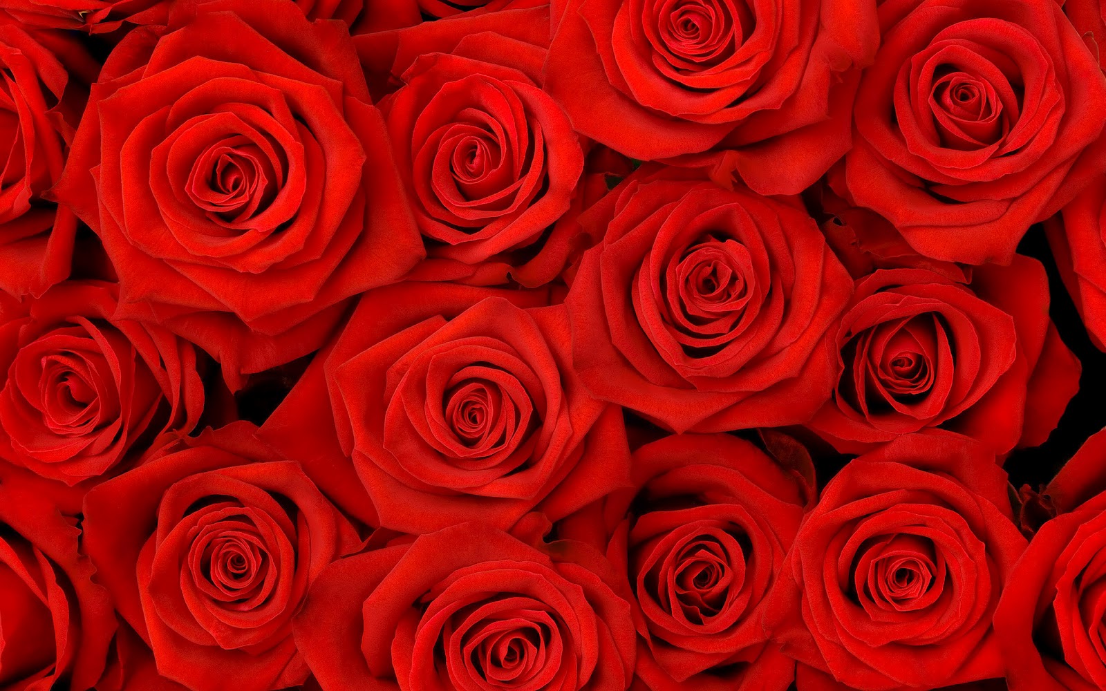 Red Rose Twitter Header- WallpaperUse