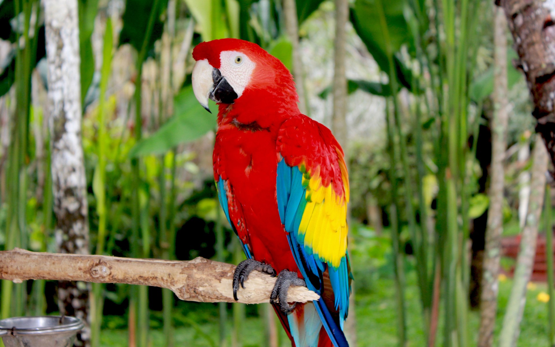 fondo de pantalla de guacamayo,pájaro,guacamayo,loro,periquito,perico ...