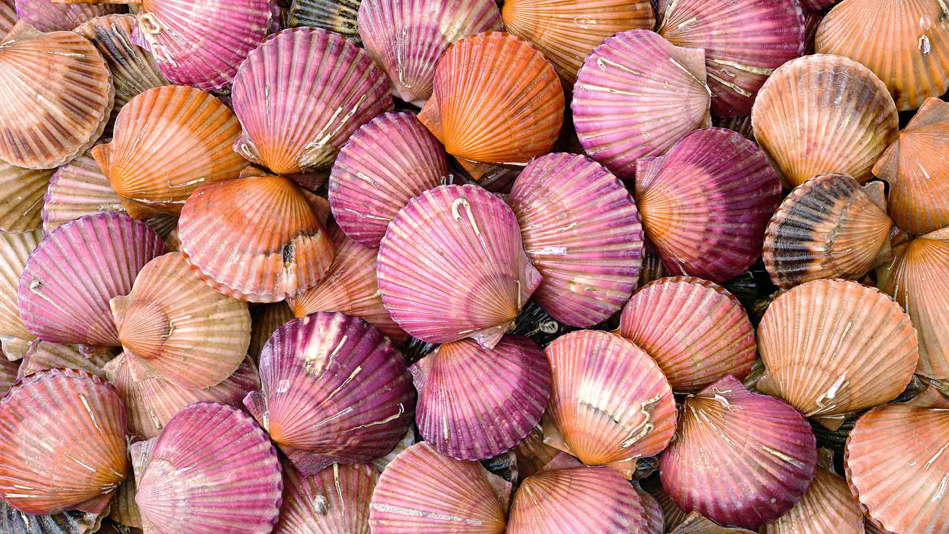 scallop wallpaper,pink,cockle,red onion,food,organism (#515298 ...