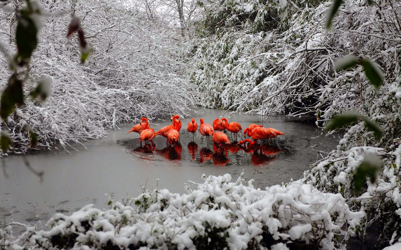 Winter Hintergrund Mit Flamingos - Snow- WallpaperUse
