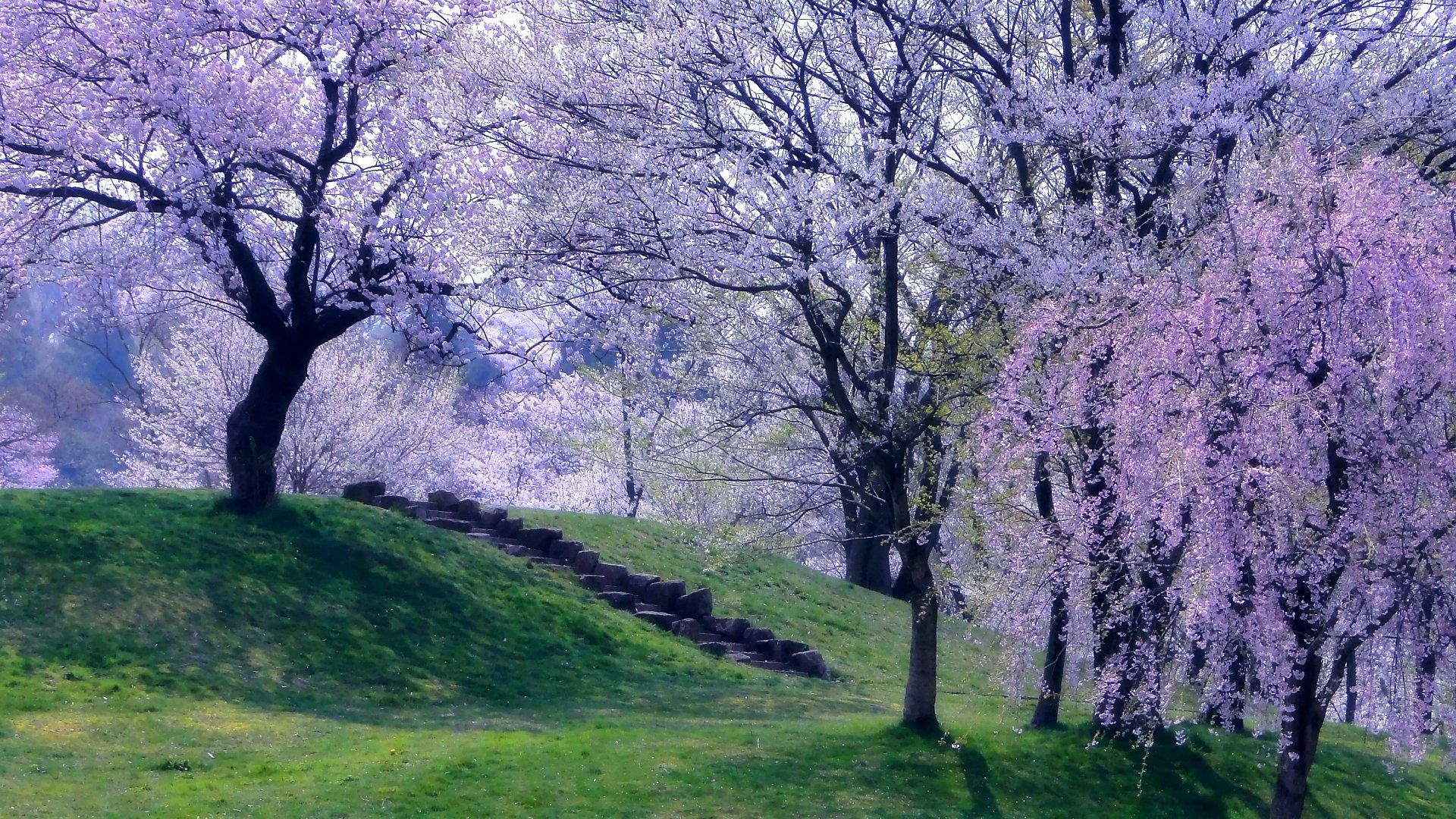 785367 Title Blossoming Spring Trees Earth Spring - 1080p Spring ...