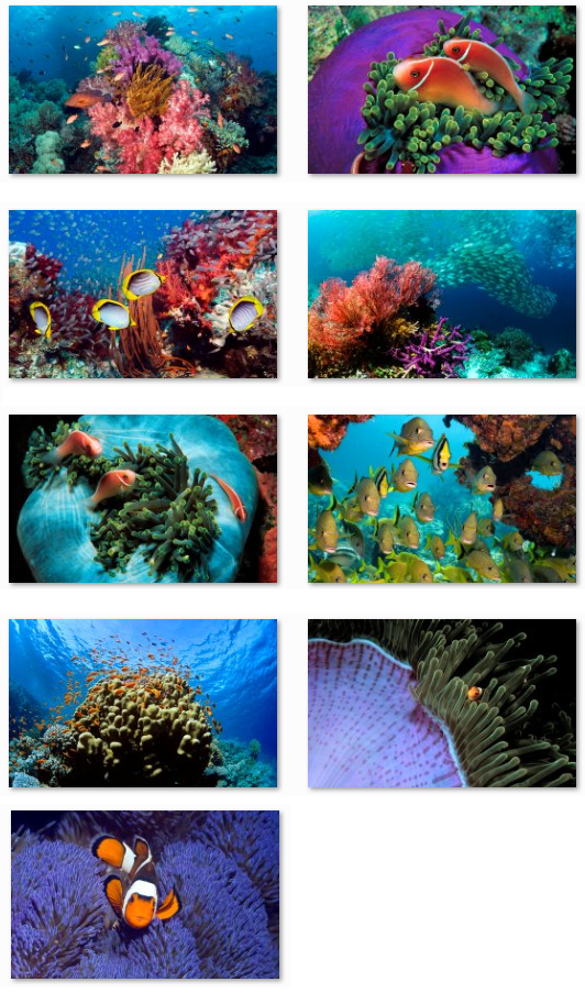 fish themed wallpaper,coral reef,organism,coral,natural environment ...