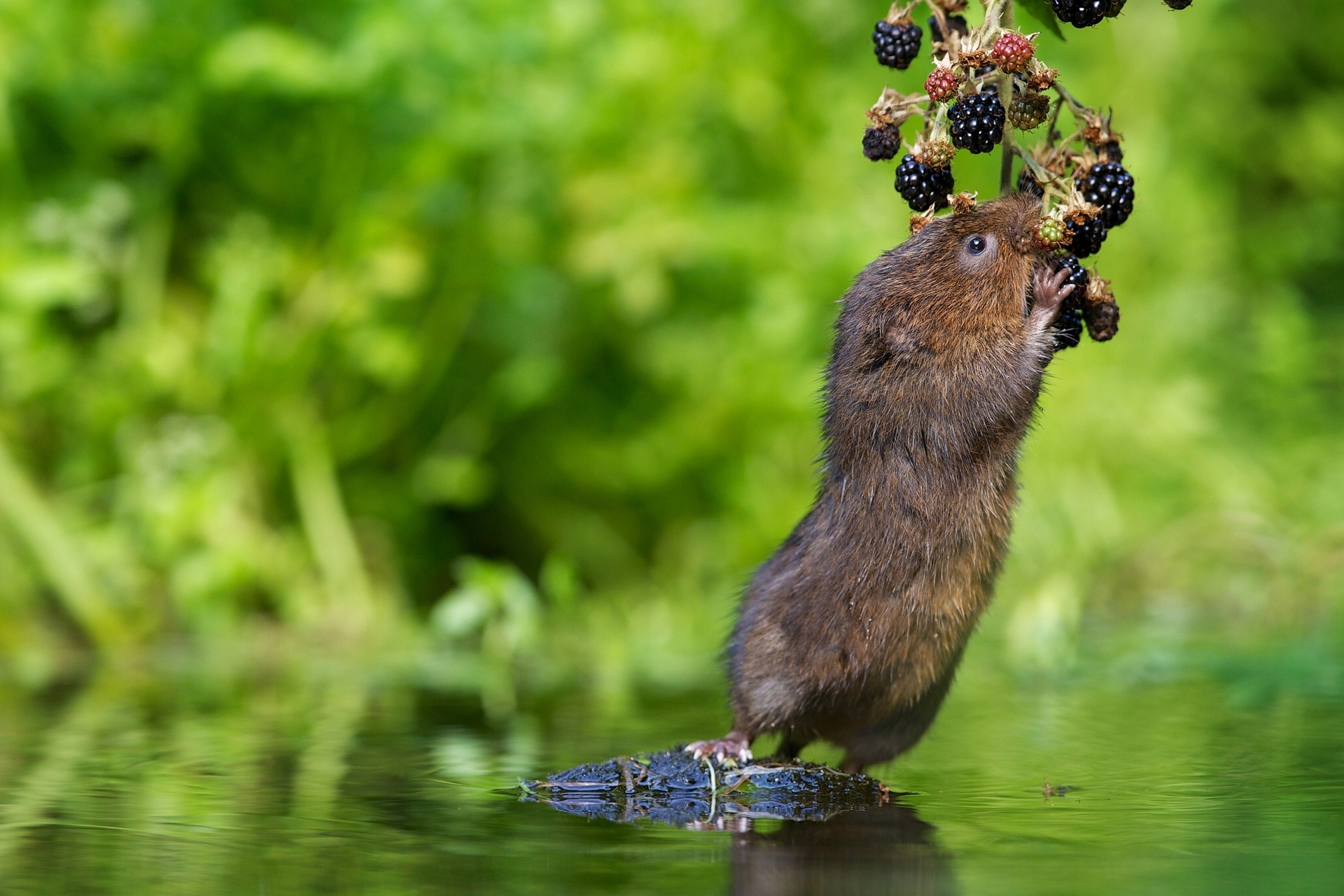 Water Vole Eating Berries- WallpaperUse