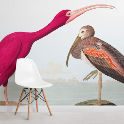animal wallpaper uk,bird,pink,beak,ibis,stork (#522908) - WallpaperUse