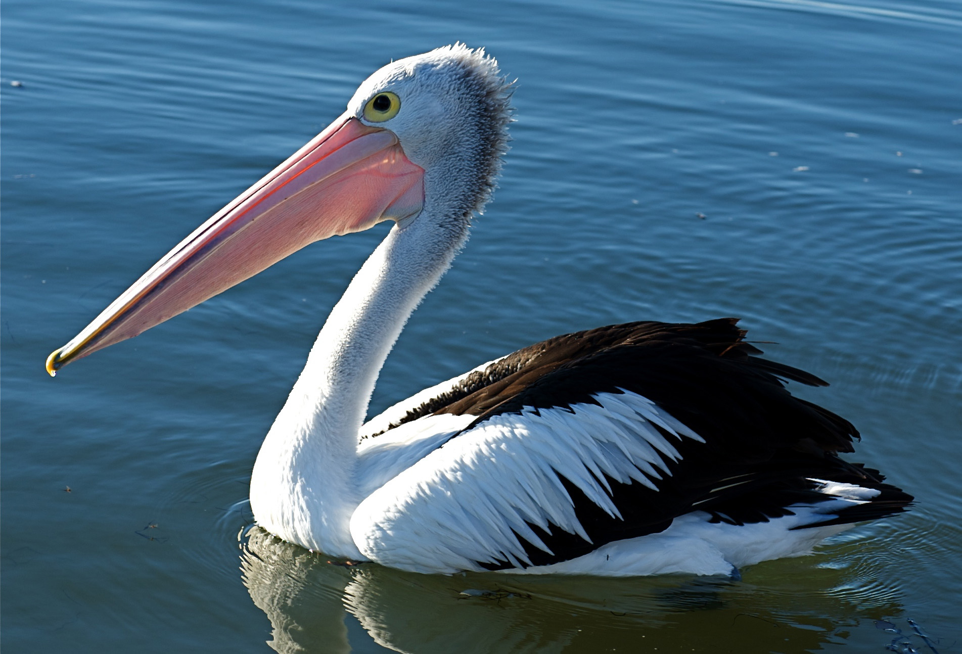 pelican wallpaper,bird,pelican,vertebrate,beak,white pelican (#526182 ...