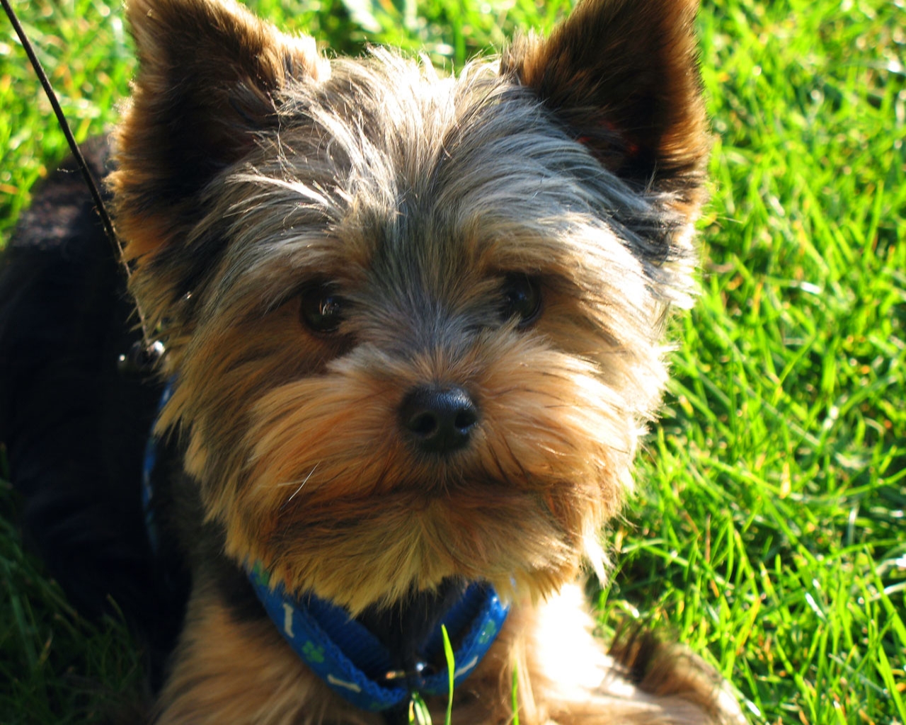 carta da parati yorkshire,cane,yorkshire terrier,terrier,terrier serico ...
