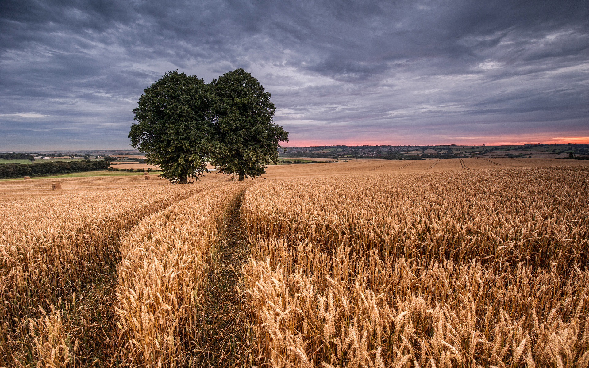 wallpaper pola,field,natural landscape,nature,sky,agriculture (#533621 ...