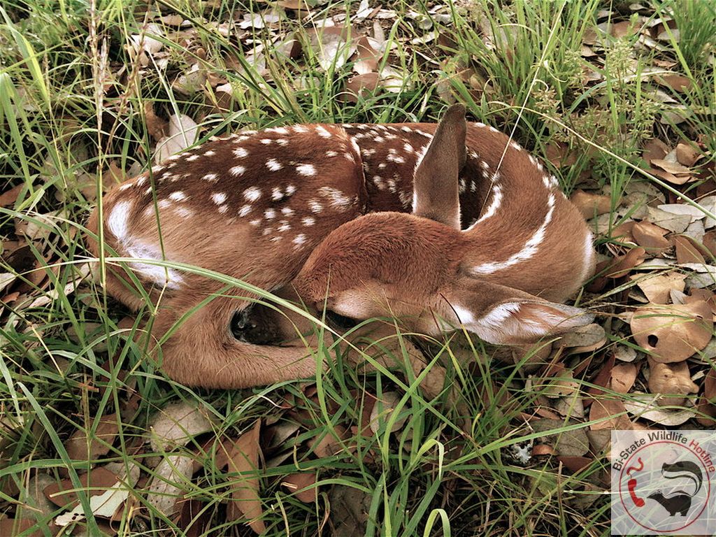 Fawn Desktop- WallpaperUse