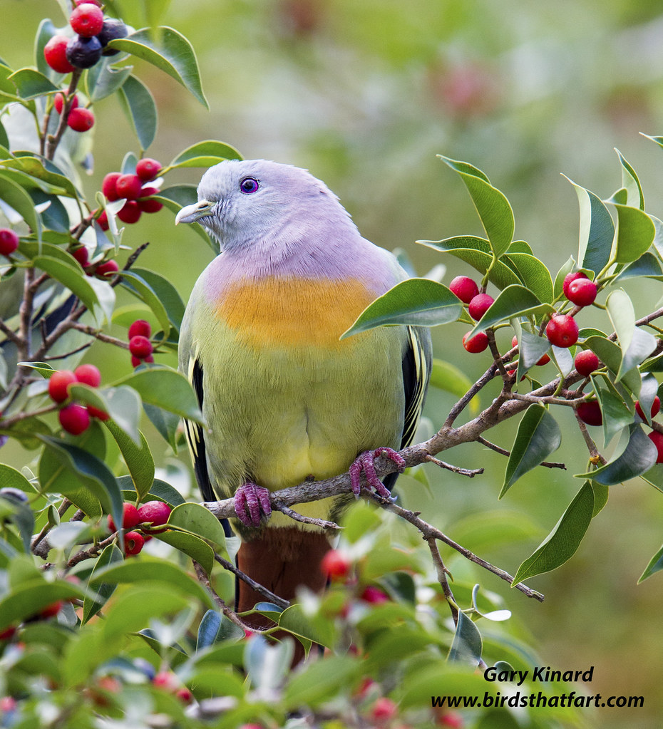 Tota Wallpaper- WallpaperUse