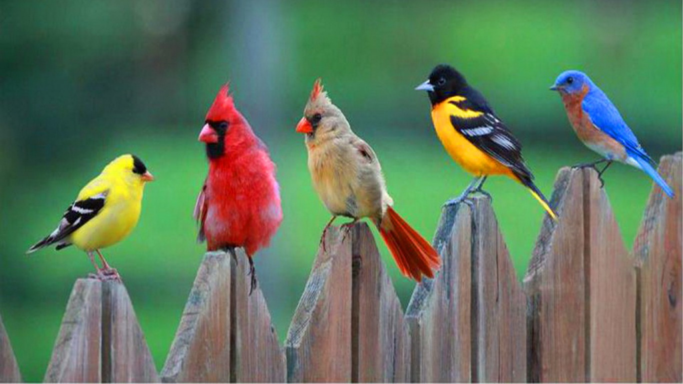 bird desktop wallpaper,bird,vertebrate,beak,songbird,finch (#536497 ...