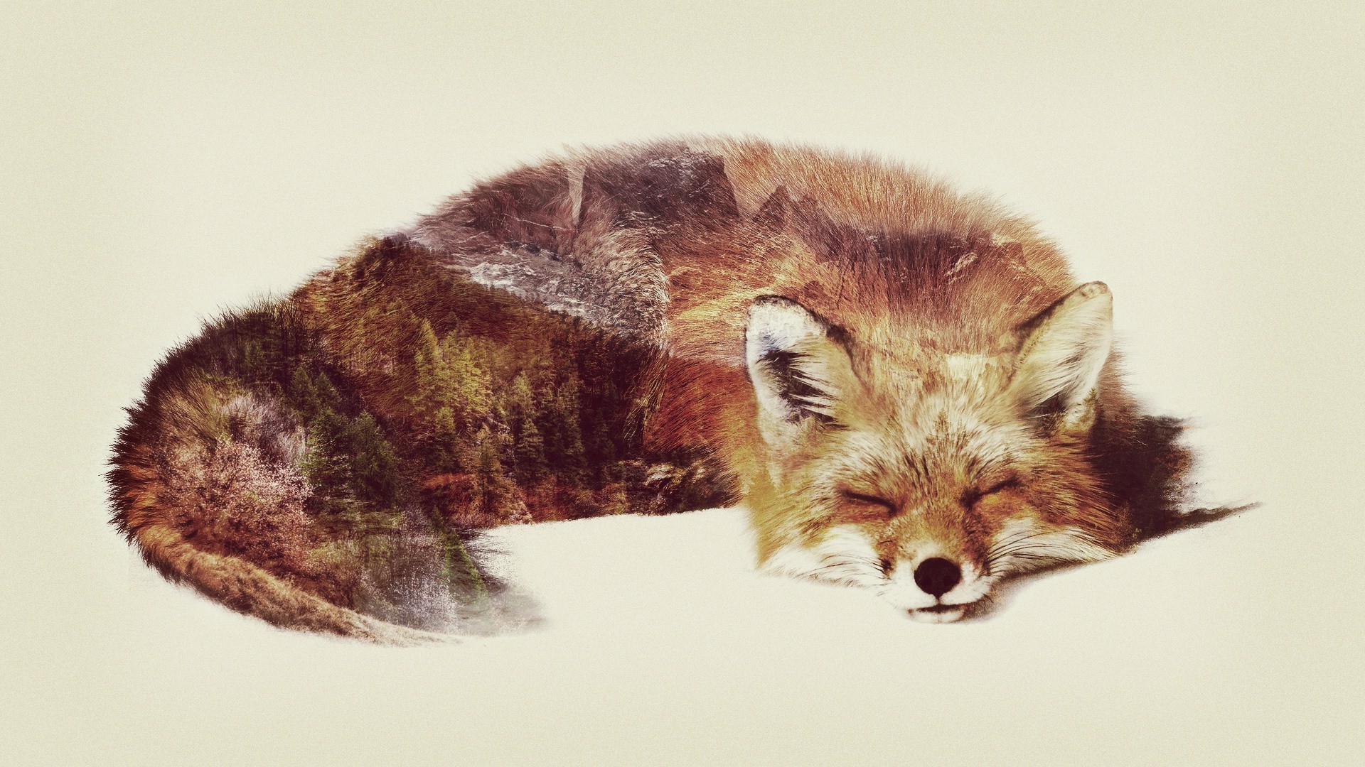 changeable wallpaper,red fox,canidae,fox,illustration,fur (#540517 ...