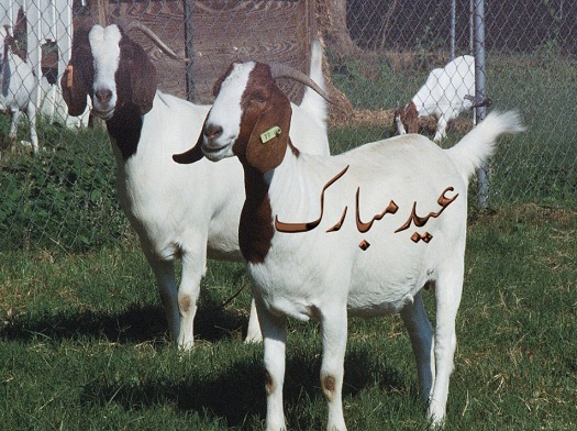 bakra wallpaper,goat,goats,vertebrate,mammal,cow goat family (#542659 ...