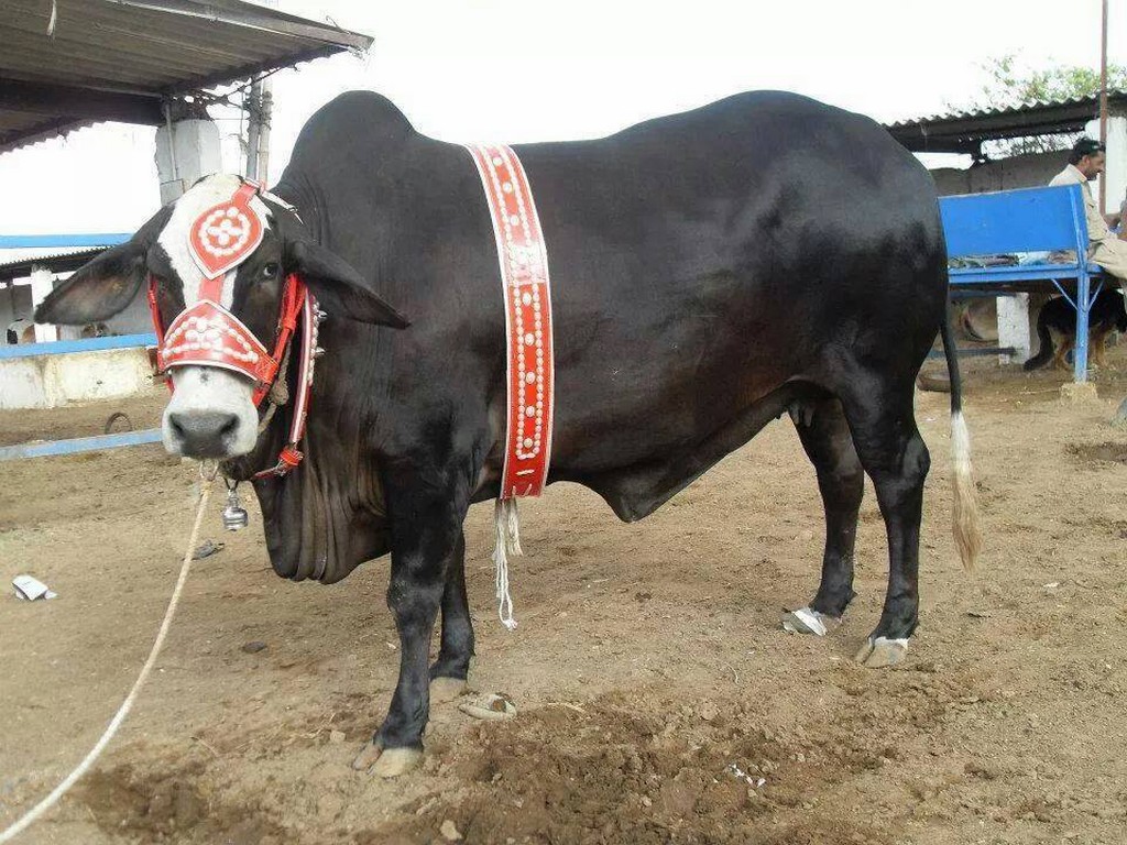 bakra wallpaper,mammal,vertebrate,bovine,bull,cow goat family (#542712 ...