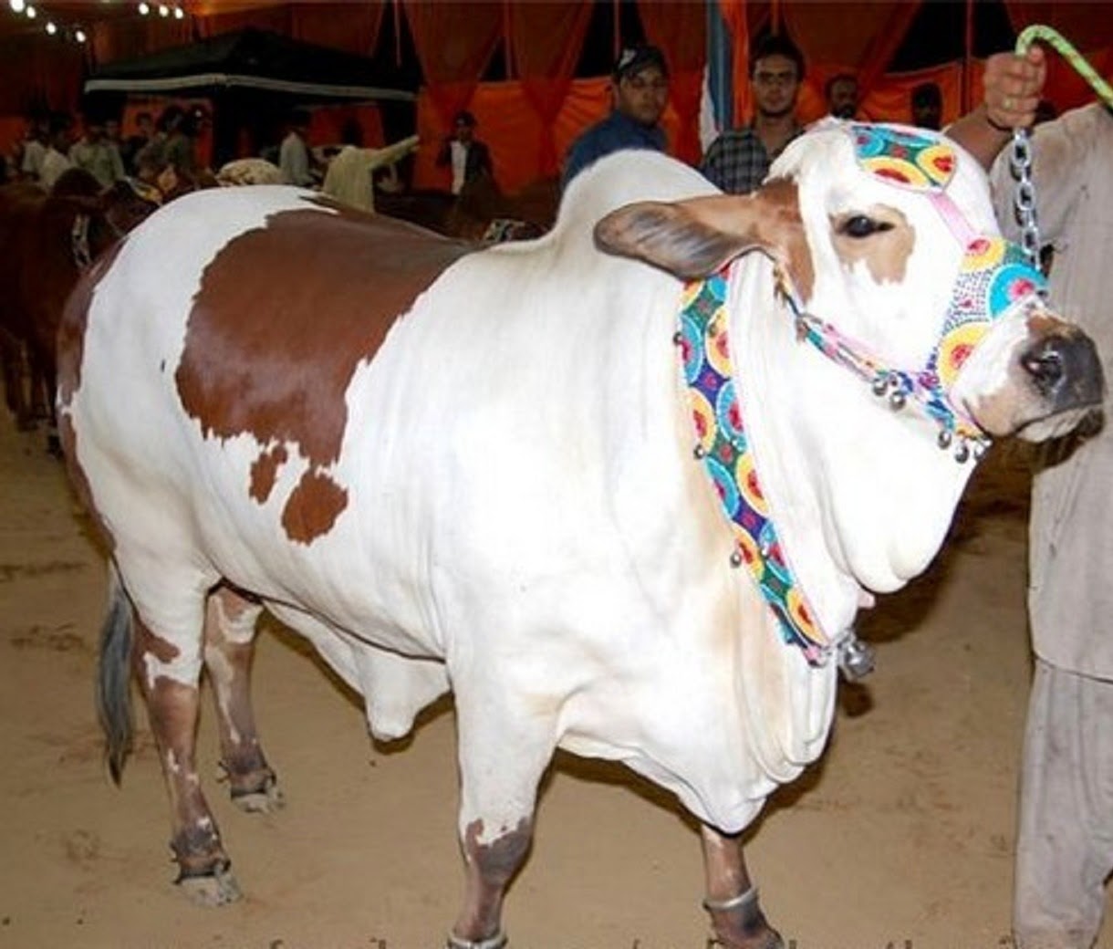 Beautiful Bakra Eid Cow Hd Wallpaper - Dilpasand Cattle Farm 2011 ...