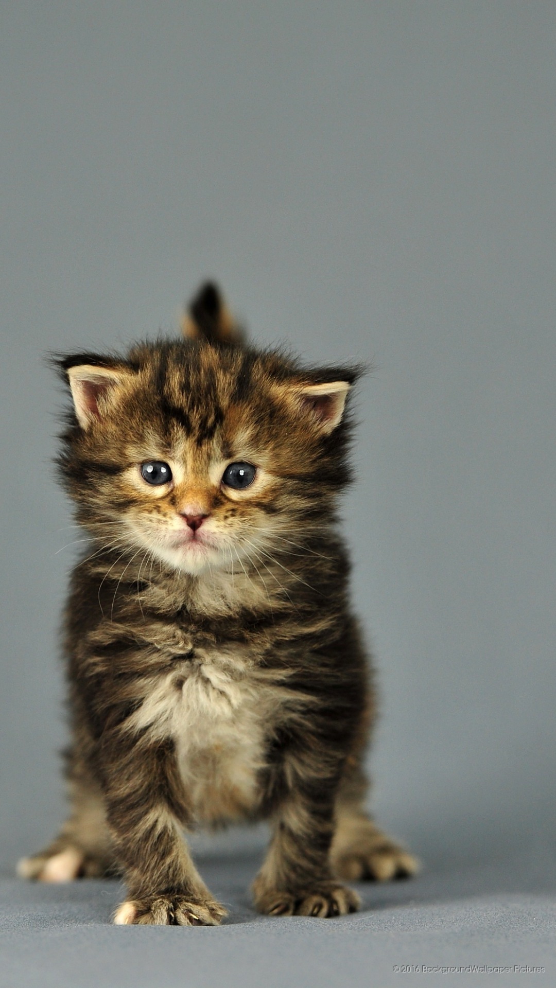 lyf mobile wallpaper hd,cat,mammal,vertebrate,small to medium sized ...