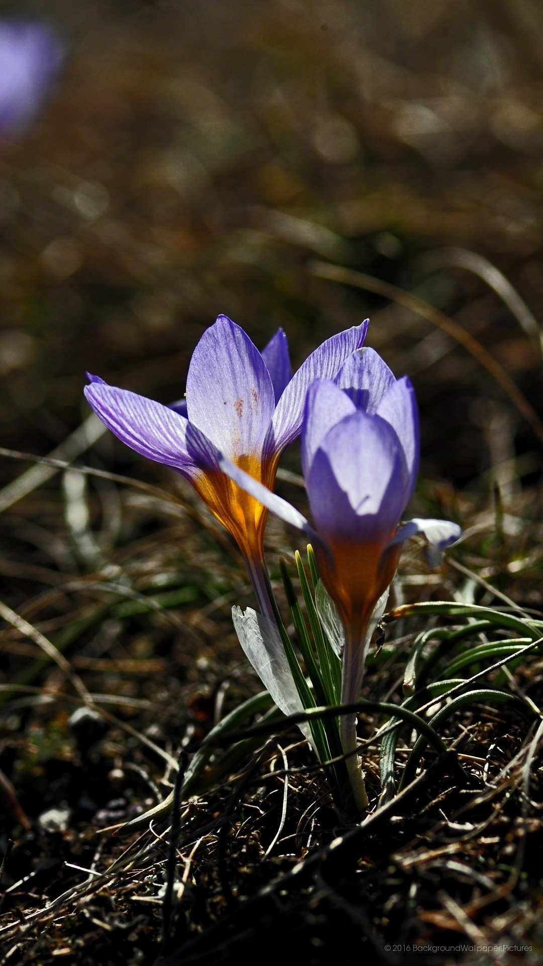 lyf mobile wallpaper hd,flower,cretan crocus,flowering plant,tommie ...