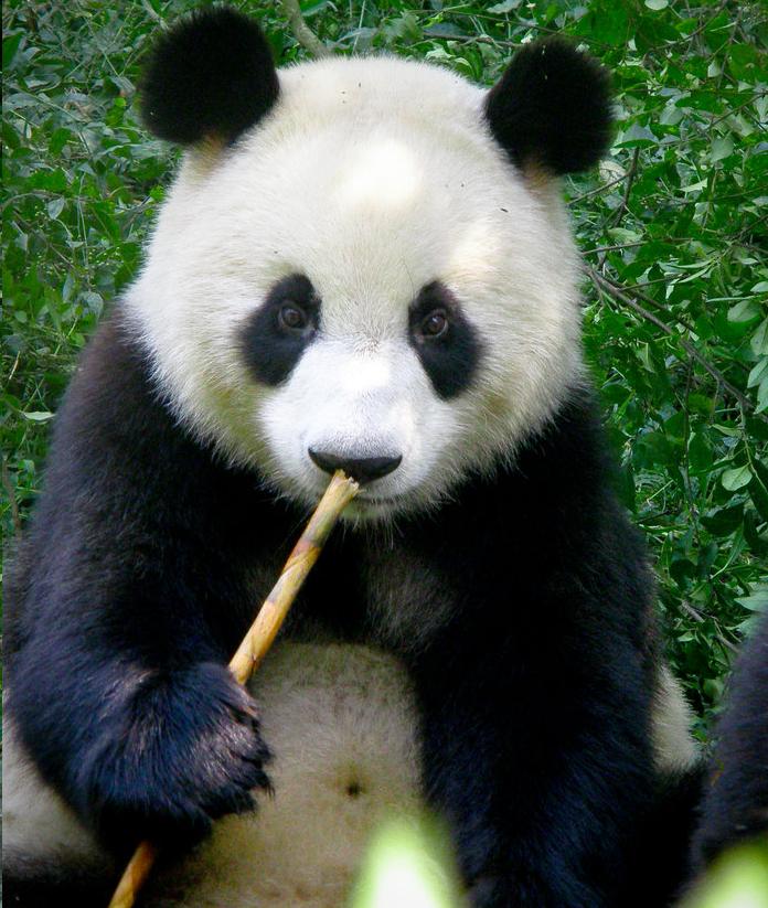 Animals Images Panda Bear Wallpaper Photos 31984297 - One Panda Facing ...