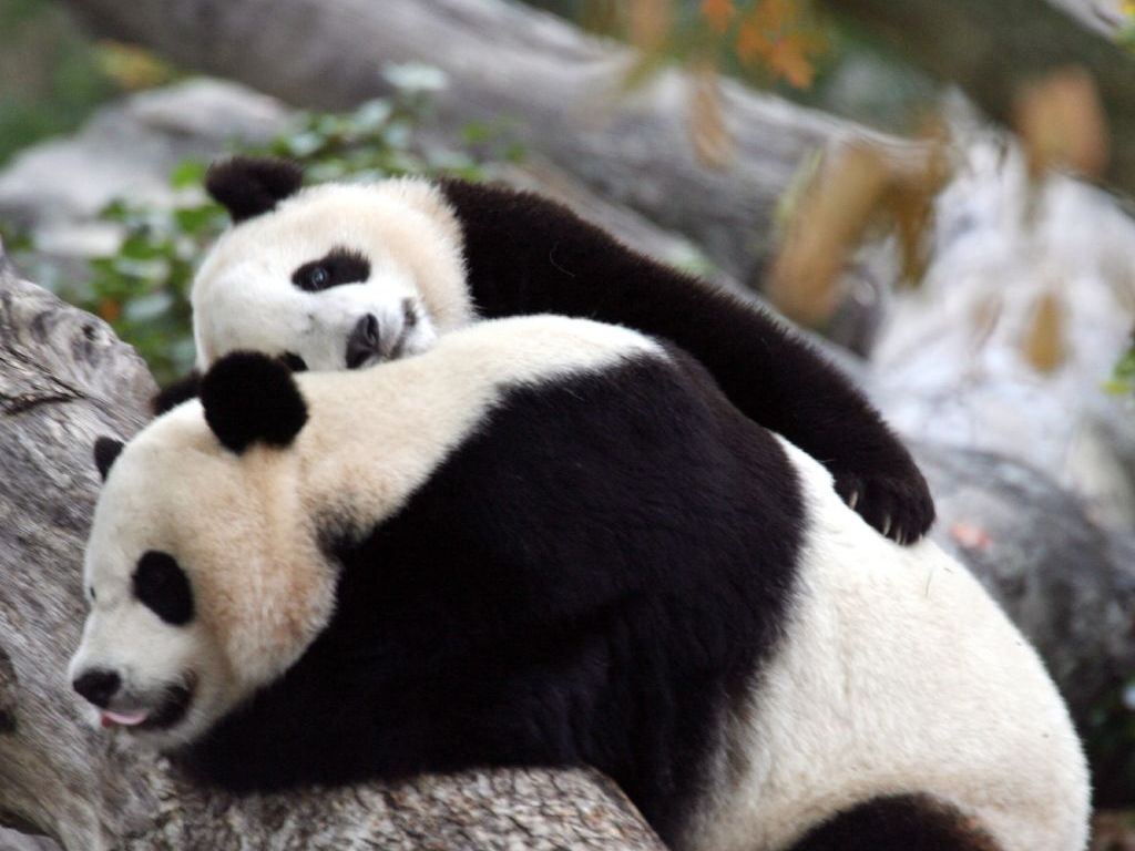 panda bear wallpaper,panda,vertebrate,mammal,terrestrial animal,nature ...