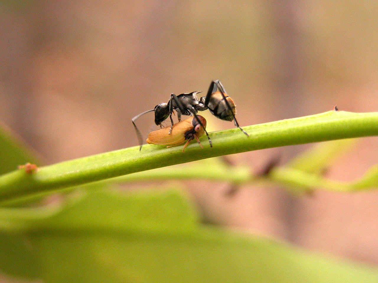 carta da parati della formica,insetto,peste,macrofotografia ...
