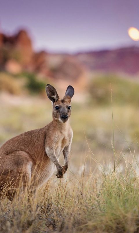 fondo de pantalla de canguro,canguro,canguro,fauna silvestre,animal ...