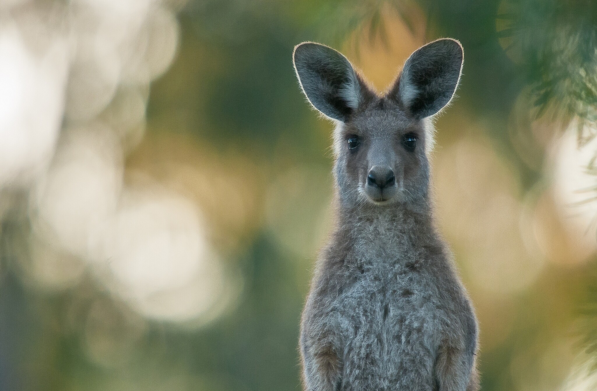 552443 Title The Purple Necked Rock Wallaby Animal - Kangaroo Portrait ...