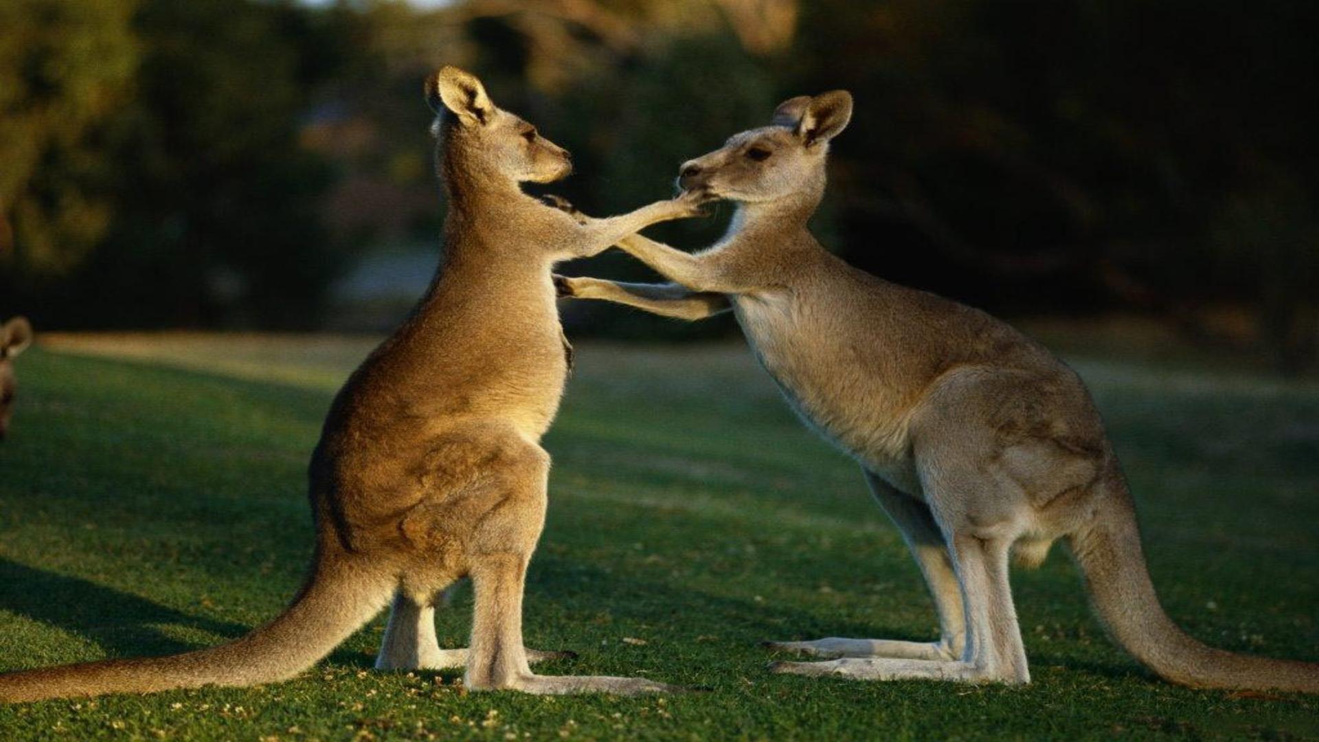 kangaroo wallpaper,kangaroo,mammal,vertebrate,macropodidae,kangaroo ...