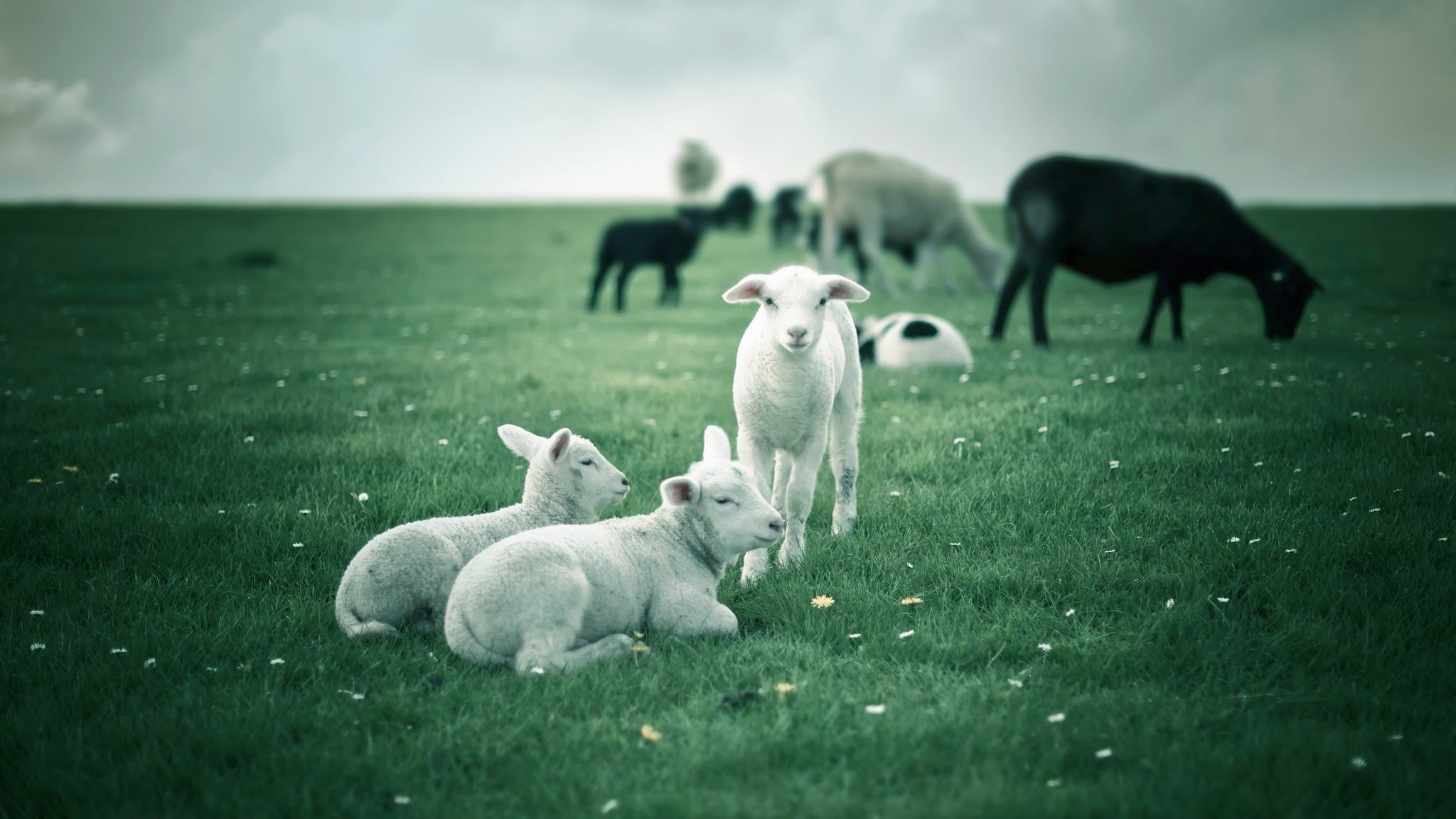 lamb wallpaper,vertebrate,sheep,pasture,sheep,white (#548488 ...