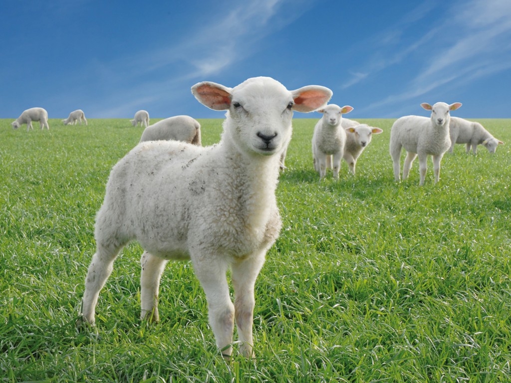 Sheep Lamb Wallpaper Sky Hd Wallpaper - Without Spot Or Blemish ...