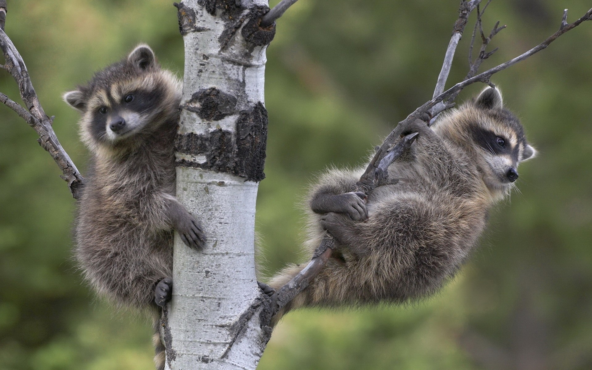 336421 Title Raccoons Animal Raccoon Wallpaper - Raccoon Couple ...
