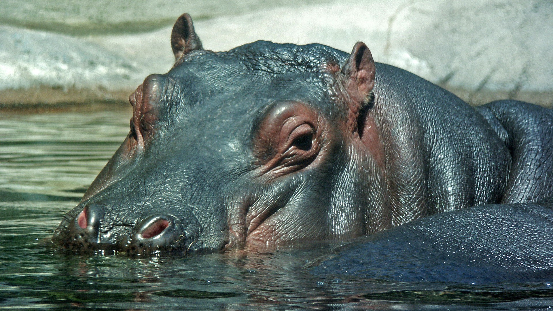 hippo wallpaper,vertebrate,terrestrial animal,wildlife,snout,water ...