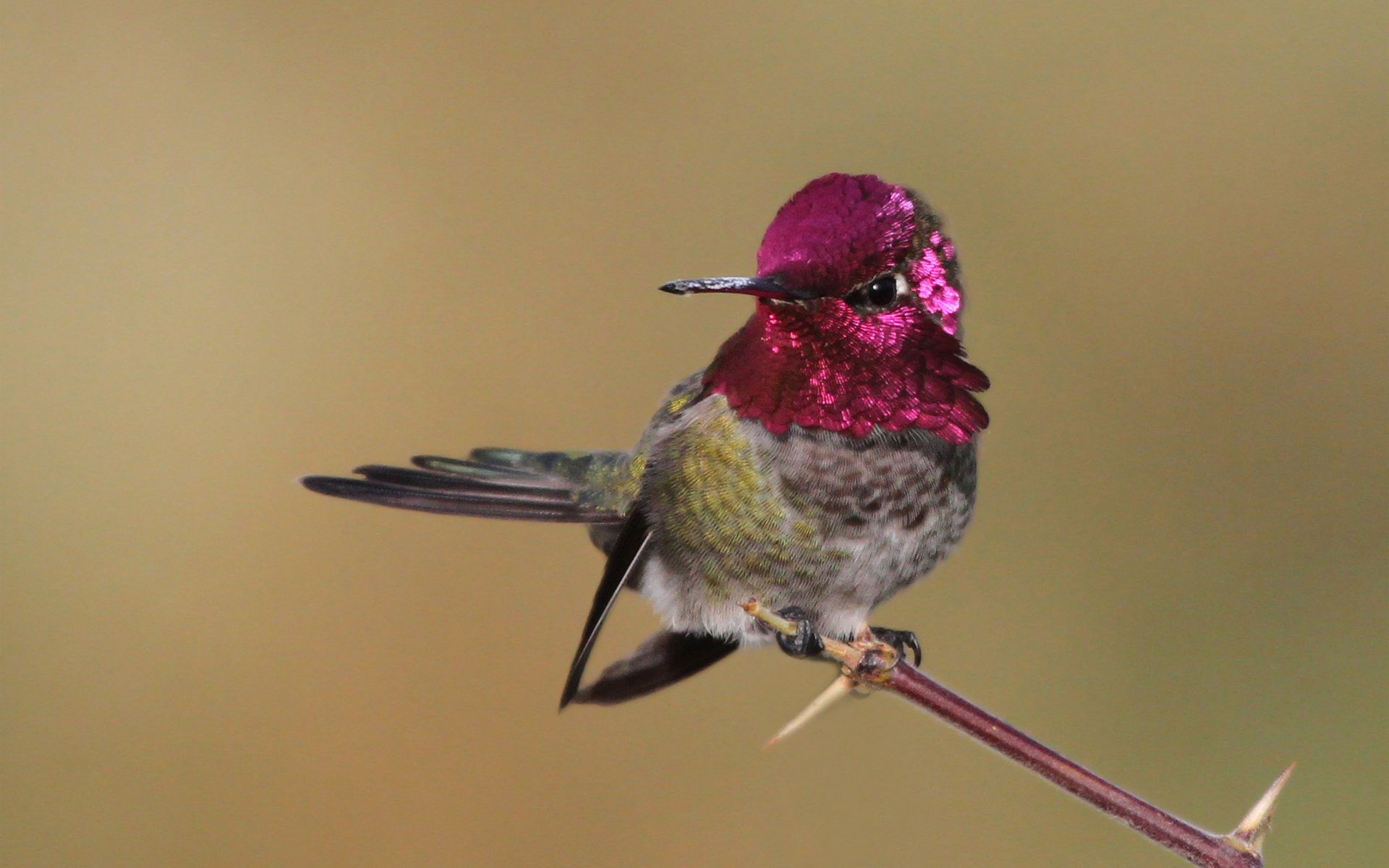Pink Colibri Bird Wallpaper Iphone Wallpaper - Hummingbird Image Free ...