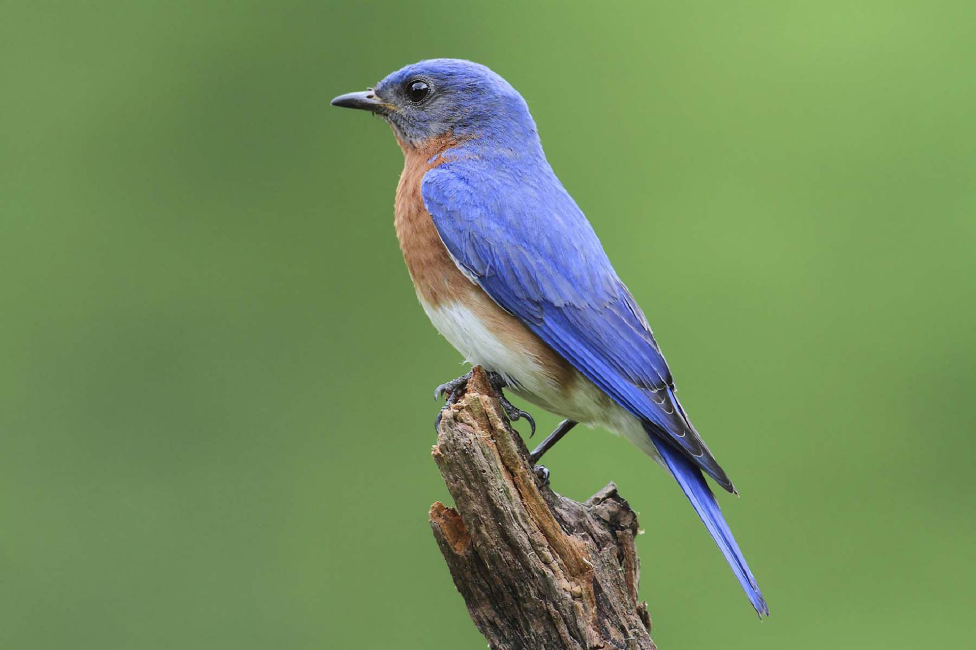 blue bird wallpaper,bird,vertebrate,eastern bluebird,bluebird,beak ...