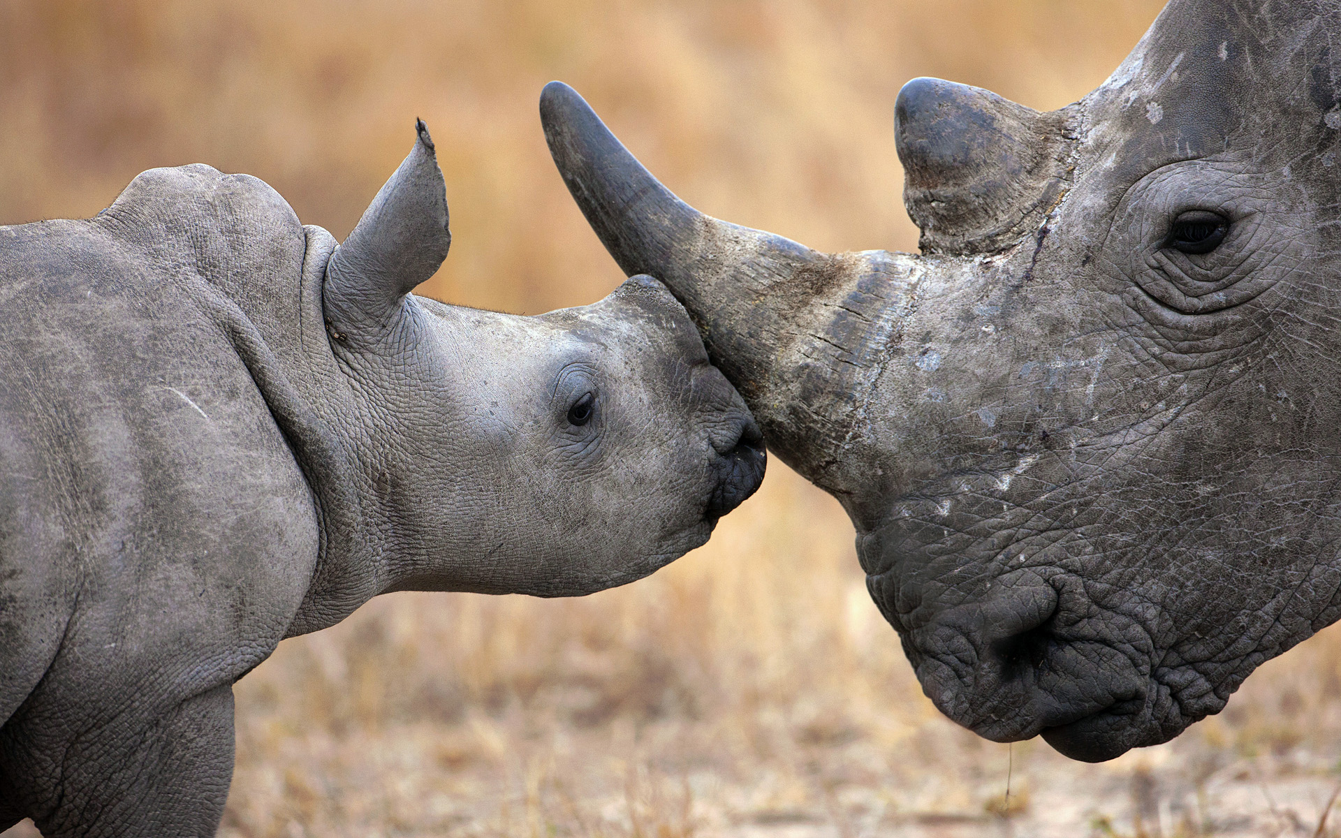rhino wallpaper,rhinoceros,vertebrate,white rhinoceros,mammal,indian ...